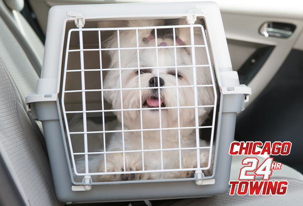 Dog Vehicle Safety Tips - Chicago Towing Blog